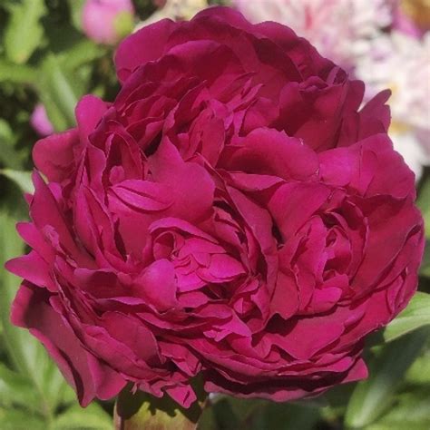 Hei Mei Ren American Peony Society