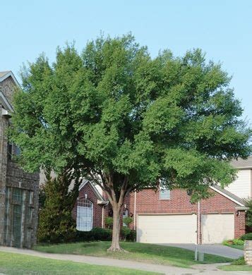 American Elm Kiwi Nurseries Ltd