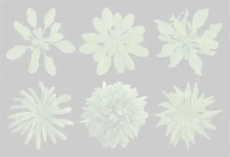 International Conference On Arabidopsis Research Icar2025 The Global Plant Council