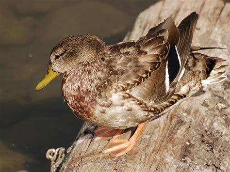Mottled Duck Identification All About Birds Cornell Lab Of Ornithology