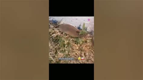 Mini Bober Youtube