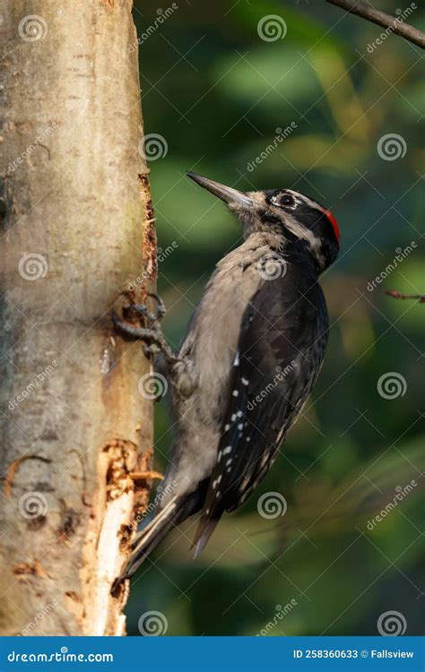 Hairy Woodpecker Feeding On Tree Trunk Stock Image Image Of Slender