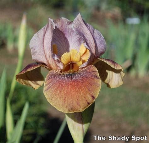 Arilbred Iris Iris Undying Love In The Irises Database