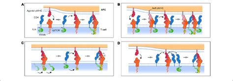 Models For Coreceptor Function A The Lck Recruitment Model Download Scientific Diagram