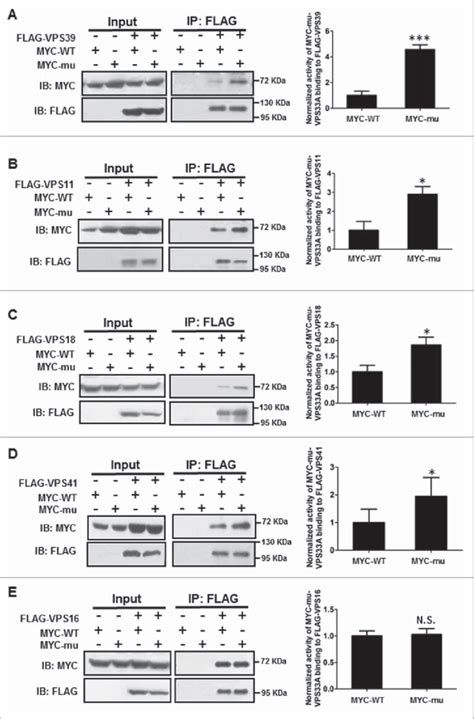 Interactions Were Increased Between Mutant Vps33a And Other Subunits Of Download Scientific
