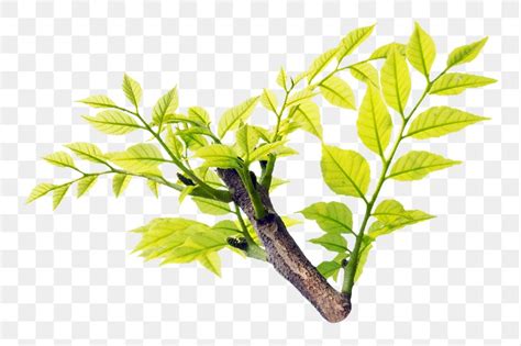 Png Tree Branch Element Transparent Free PNG Rawpixel