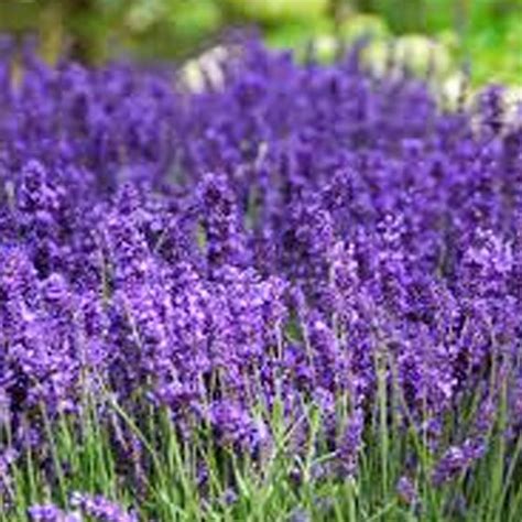 Levanduľa Hidcot Blue Záhradníctvo Garden Team