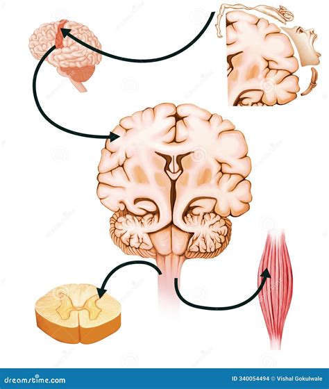 Extrapyramidal Symptoms Stock Illustration Illustration Of Receptor 340054494