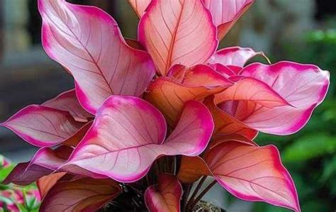 Gorgeous Pink Plant Online Jigsaw Puzzles