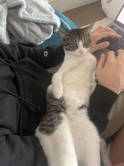 Please Name This Derpy Guy Rcatnames