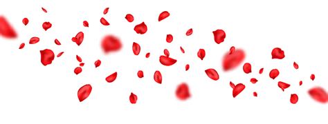 빨간 장미 꽃잎 파도 흰색 배경에 날아다니는 꽃 부분 봄 꽃 프레임입니다 발렌타인 데이 로맨틱 카드 행복한 여자 어머니의 날 뷰티 스파 제품 유기농 화장품 벡터 그림 0명에