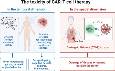 Enhancing The Safety Of Car T Cell Therapy Synthetic Genetic Switch