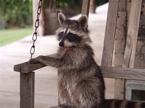 Raccoon Object Detection Dataset By Pj991207