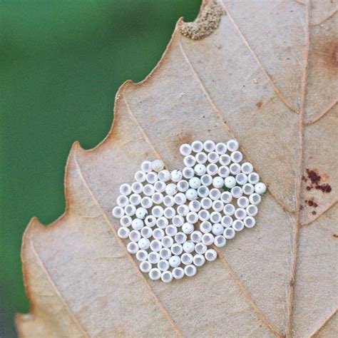 Bug Othe Week Contemplating Insect Eggs Riveredge Nature Center