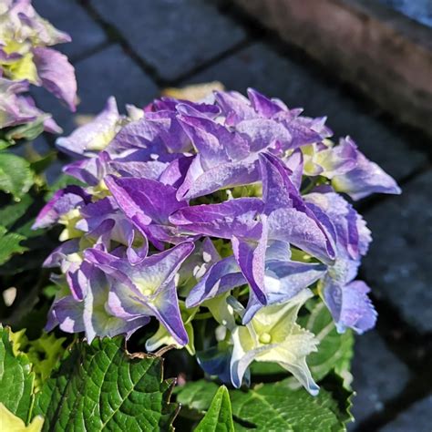 Hortensia Forever and Ever Blue - Hydrangea macrophylla Forever and ...