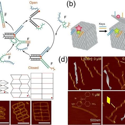 Reconfigurable Dna Structures Using Ssdna Hinges Jack Edges And Download Scientific Diagram