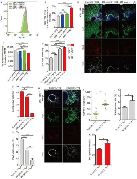 depletion of irps accelerated ros accumulation a and b flow cytometry