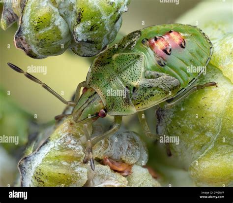 Juniper Shieldbug Final Instar Nymph Cyphostethus Tristriatus On Lawsons Cypress Berries