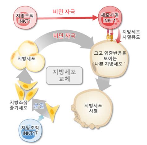 나쁜 지방세포를 제거하는 면역세포 발견 연구성과 연구 서울대학교