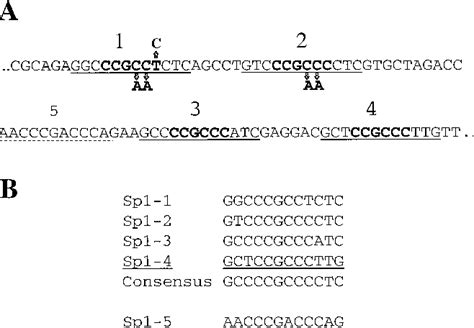Figure 1 From The Primary Function Of A Redundant Sp1 Binding Site In The Mouse Aprt Gene