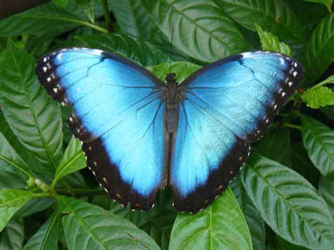 Blue Morpho Butterfly Blue Morpho Butterfly Blue Morpho Morpho