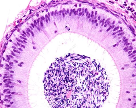 Epididymis Epithelium Light Micrograph Stock Image C0475689