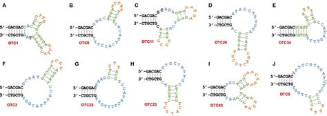 The Mfold Predicted Secondary Structures Of The Ten Otc Aptamers Download Scientific Diagram