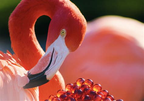 Astaxanthin Natures Internal Sunscreen Or What We Can Learn From