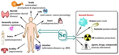 Pharmaceutics Free Full Text Selenium Containing Agents Acting On