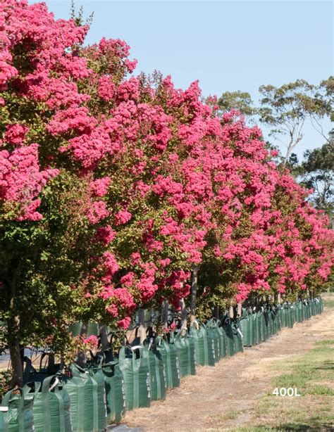 Crepe Myrtles For Sale Premium Crepe Myrtle Trees Evergreen Trees