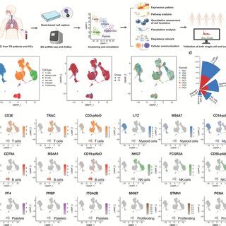 PDF SingleCell Sequencing Reveals Functional Alterations In Tuberculosis