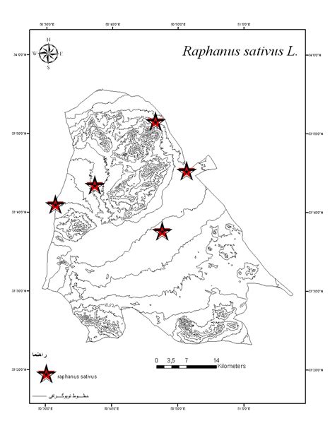 Raphanus Sativus Brassicaceae Resna