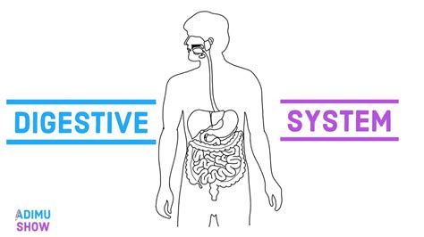 How To Draw Human Digestive System Step By Step Tutorial YouTube
