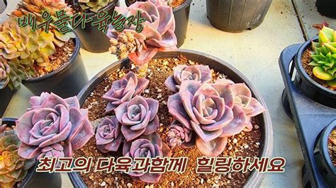 5월3일최고의다육과함께 힐링하세요 신상다육부터 고급명품다육 Youtube