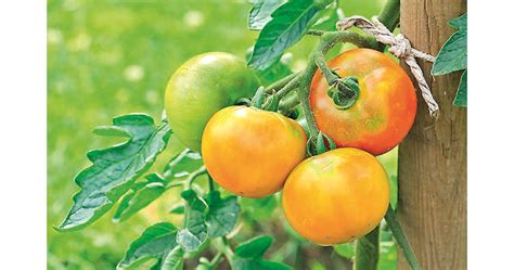 Бели и черни петна по доматите Български Фермер