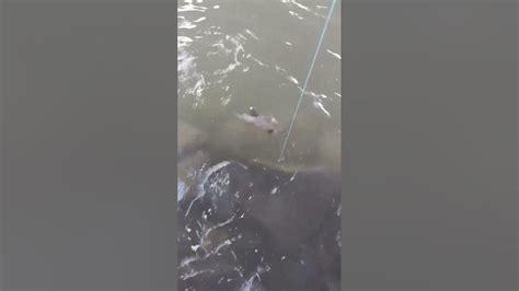 Pupper Fish Catch And Releaseredsea Fishing Youtube