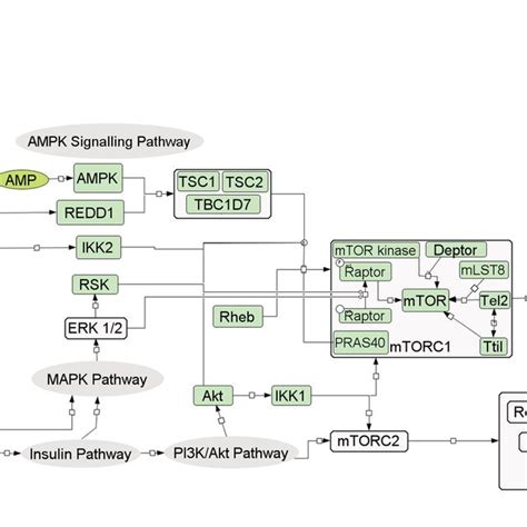 the above figure made in the standard systems biology graphical