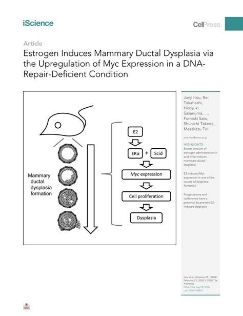 Pdf Estrogen Induces Mammary Ductal Dysplasia Via The Upregulation Of Myc Expression In A Dna