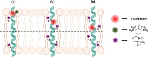 Schematic Representation Of A Transmembrane α Helix In A Lipid Bilayer