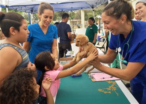 Fact Sheet How To Determine A Kittens Sex Humanepro By Humane World