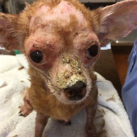 Helping Your Dog Or Cat With Pemphigus Foliaceus Preventive Vet