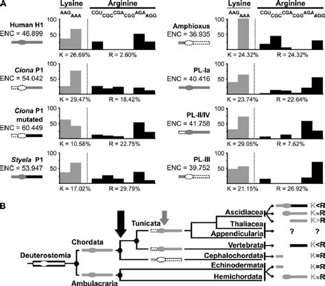 A Codon Bias Enc And Relative Codon Usage Of Basic Residues In Download Scientific