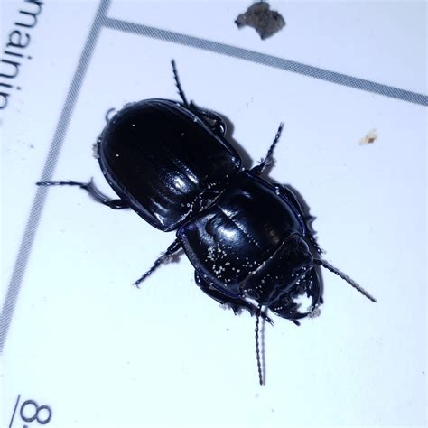 Beetles Order Coleoptera The Insects Spiders And More Of The