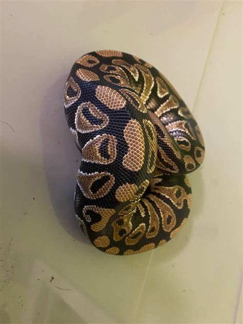 Ball Python Morph Identification Help Trick Mojave Ball Pythons