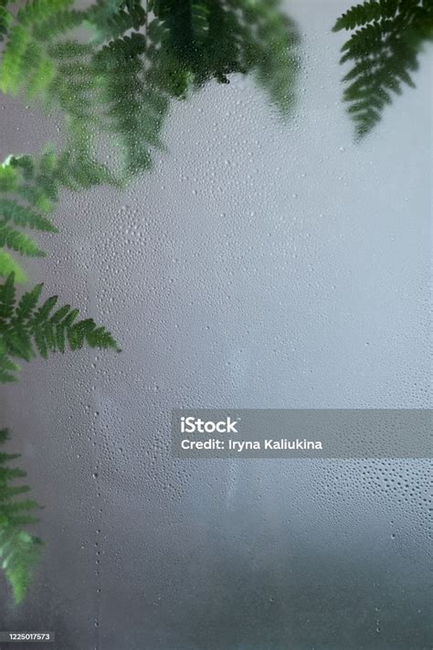 녹색 신선한 고른은 젖은 유리 조성 뒤에 나뭇잎 허브 배경 신선도 물 방울 유리에 이슬 천연 잎 단풍 식물의 배경 0명에 대한 스톡 사진 및 기타 이미지 Istock