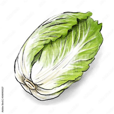 배경이 없는 배추 일러스트 Stock Illustration Adobe Stock
