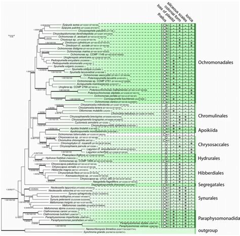 Phylogeny Of Chrysophyta Obtained By A Bayesian Analysis Of The