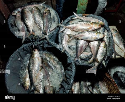 Ilish Fish Tenualosa Ilisha Or Hilsa Fish Is A Very Popular And