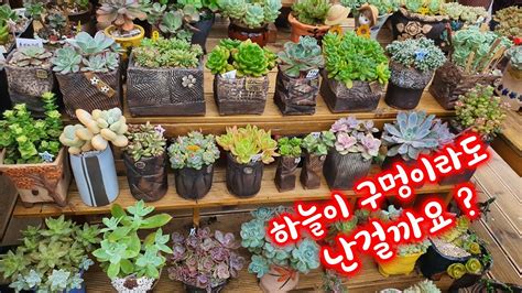연화 바위솔이 무름이 왔네요 ~🤣연화바위솔 포천바위솔황금세덤 Youtube