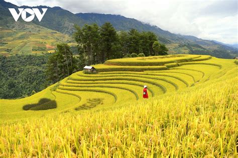 Bộ Sưu Tập Hình Ảnh Cánh Đồng Lúa Chín Cực Chất Full 4k Hơn 999 Hình Ảnh Cực Đẹp